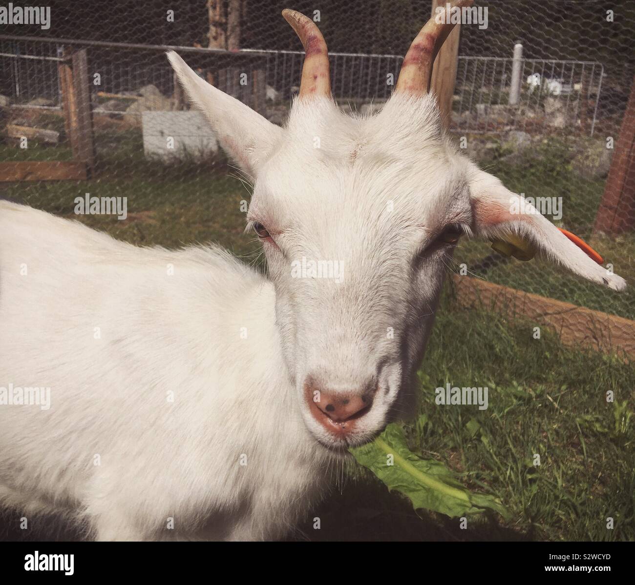 Goat with horns hi-res stock photography and images - Alamy