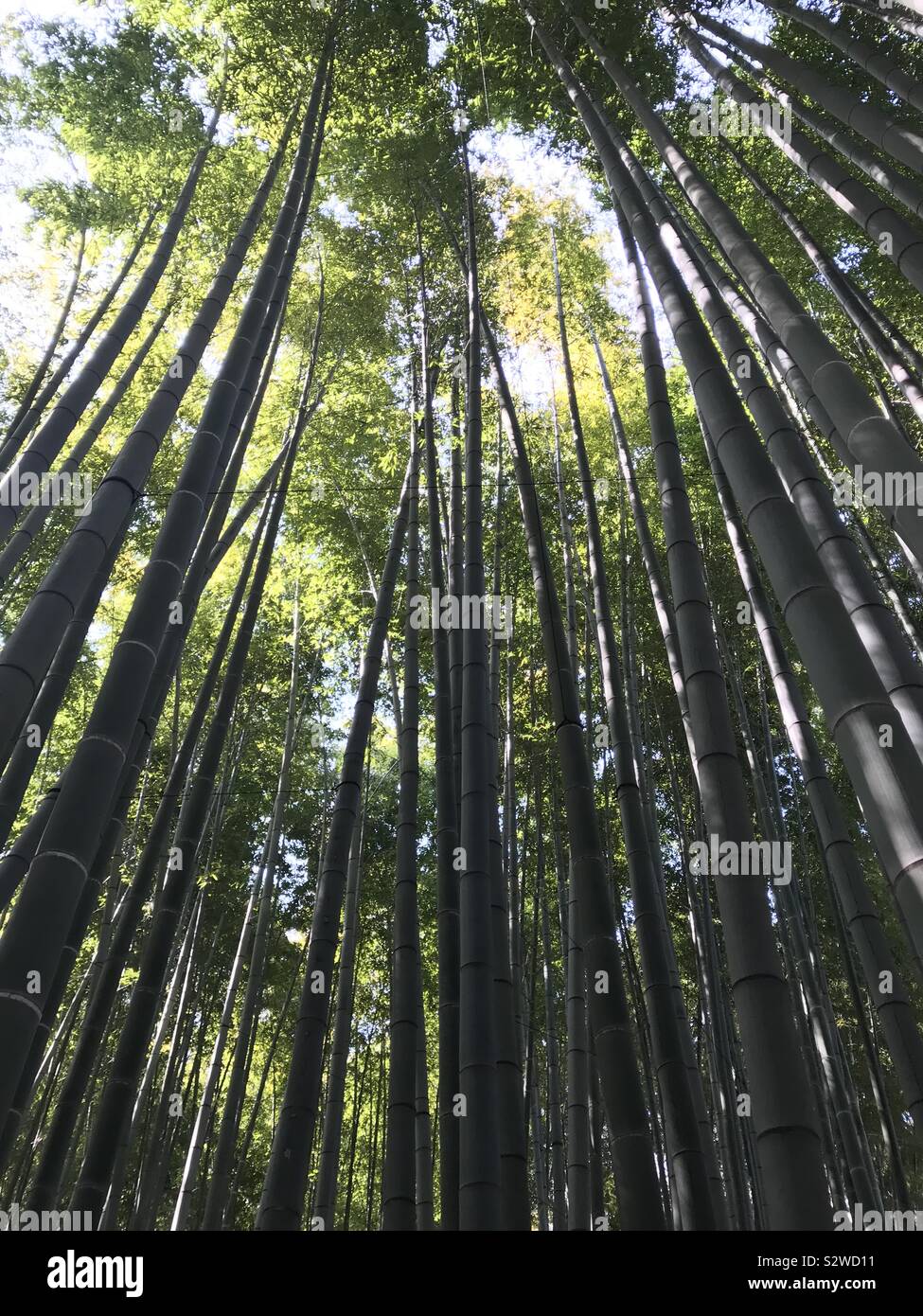 Inside of bamboo hi-res stock photography and images - Alamy