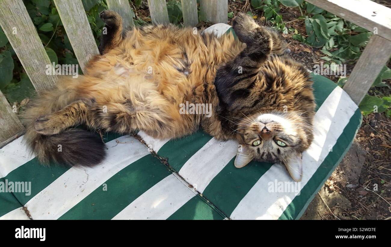 Cat on garden bench hi-res stock photography and images - Alamy