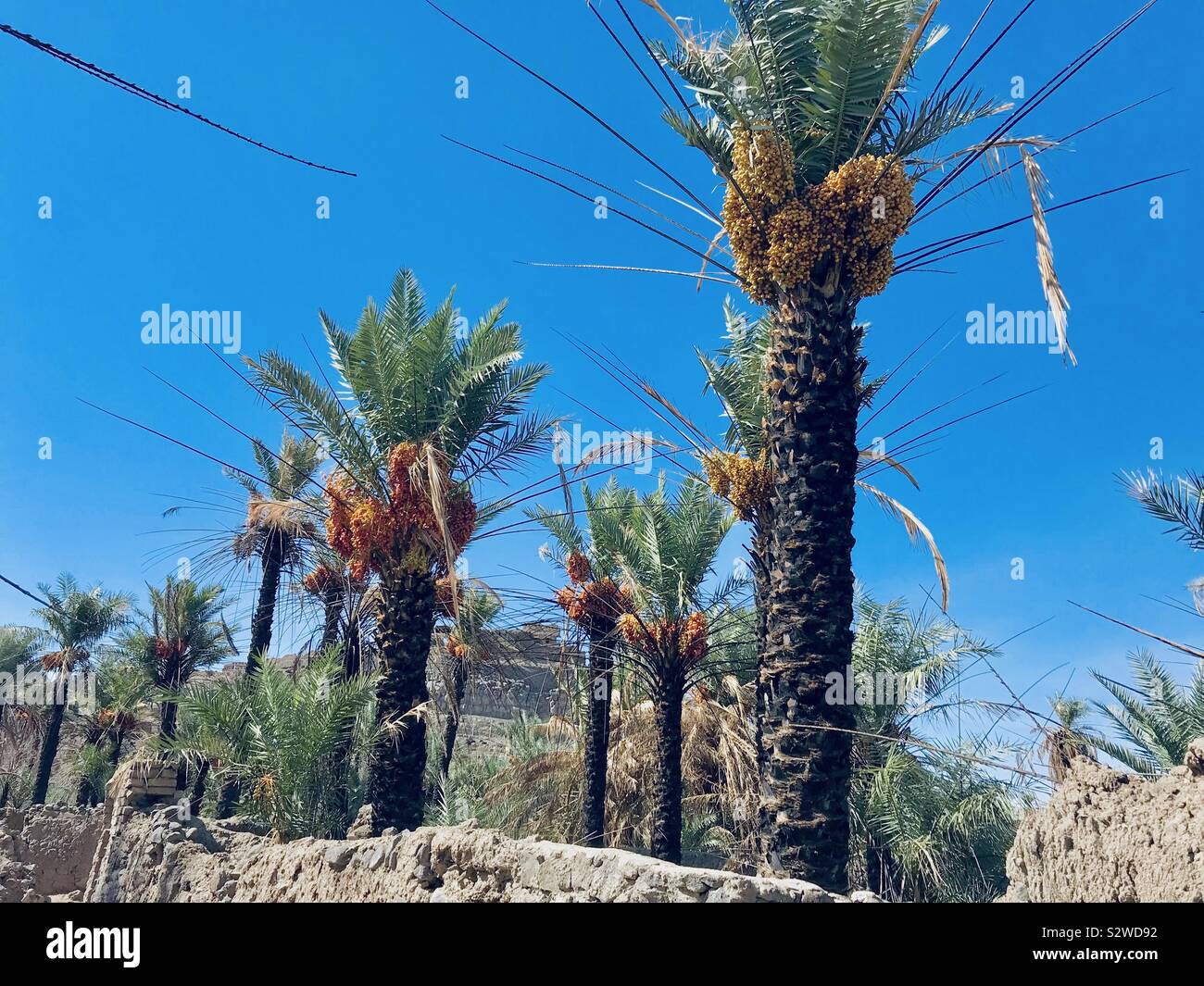 Saudi dates hi-res stock photography and images - Alamy