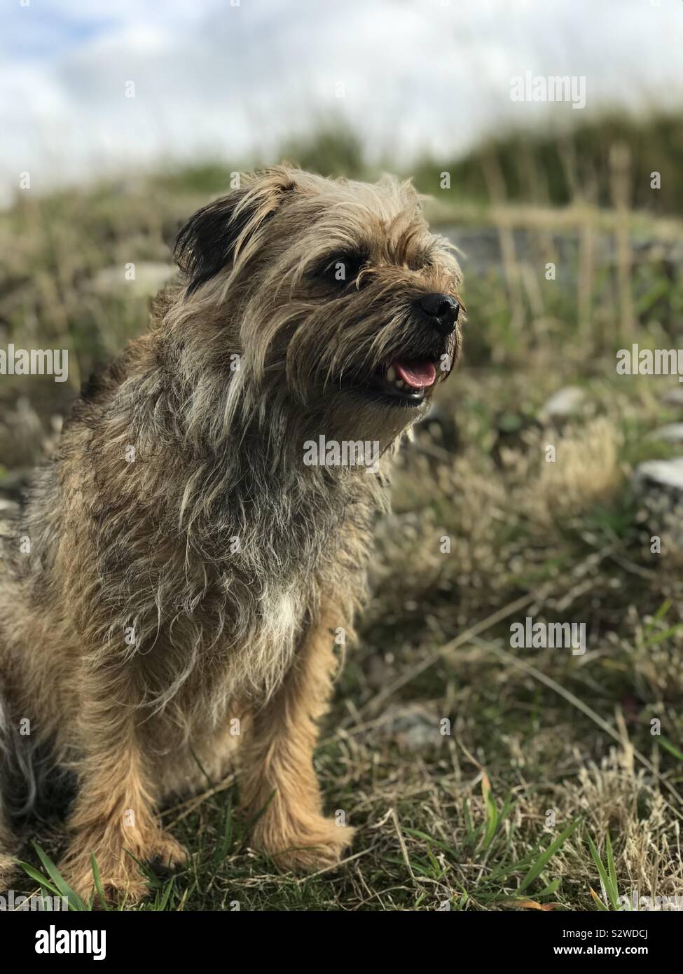 Dog happy on walk hi-res stock photography and images - Alamy