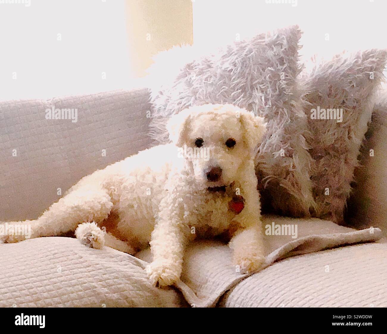 White labradoodle dog hi-res stock photography and images - Alamy
