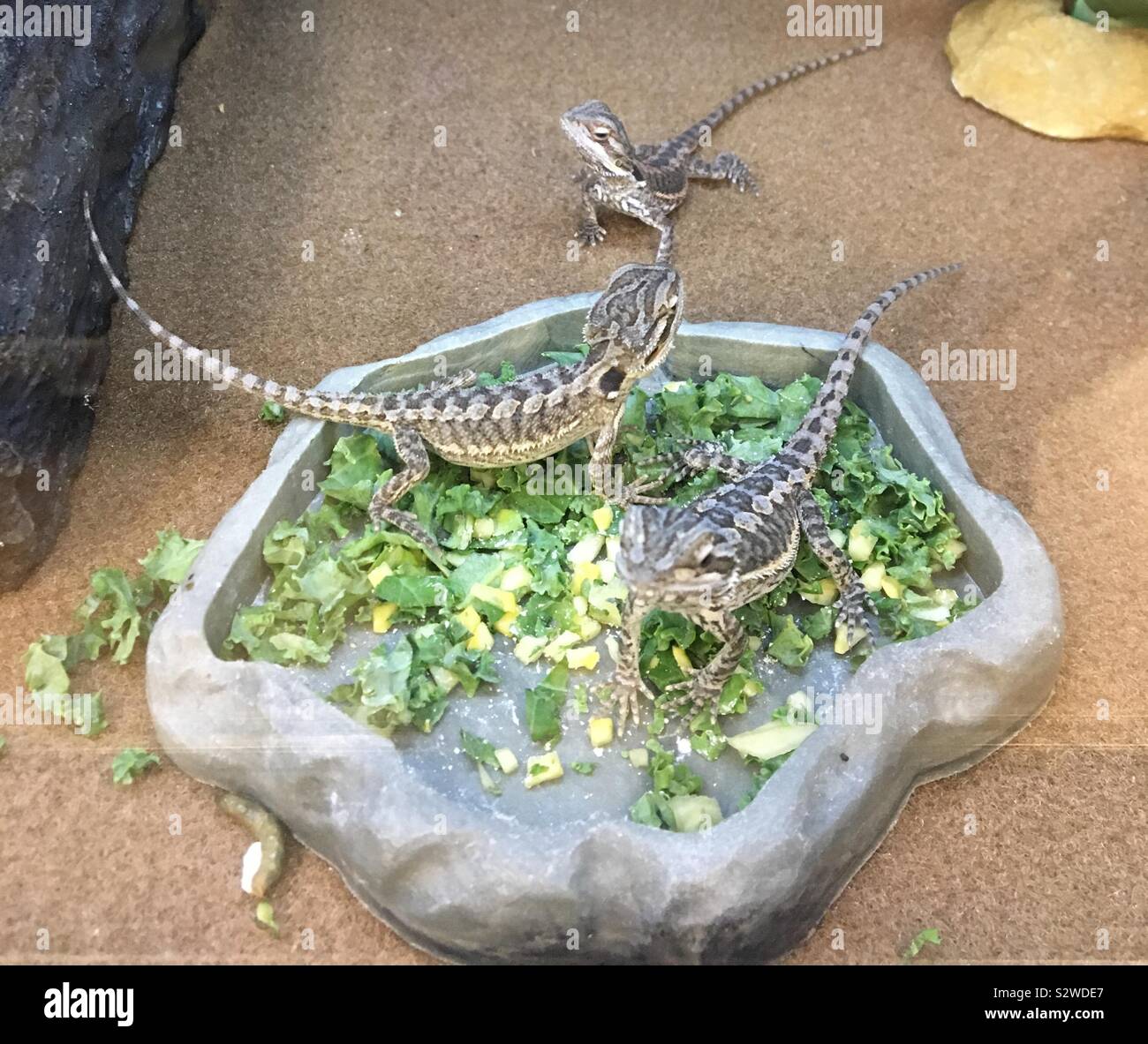 Geckos hi-res stock photography and images - Alamy