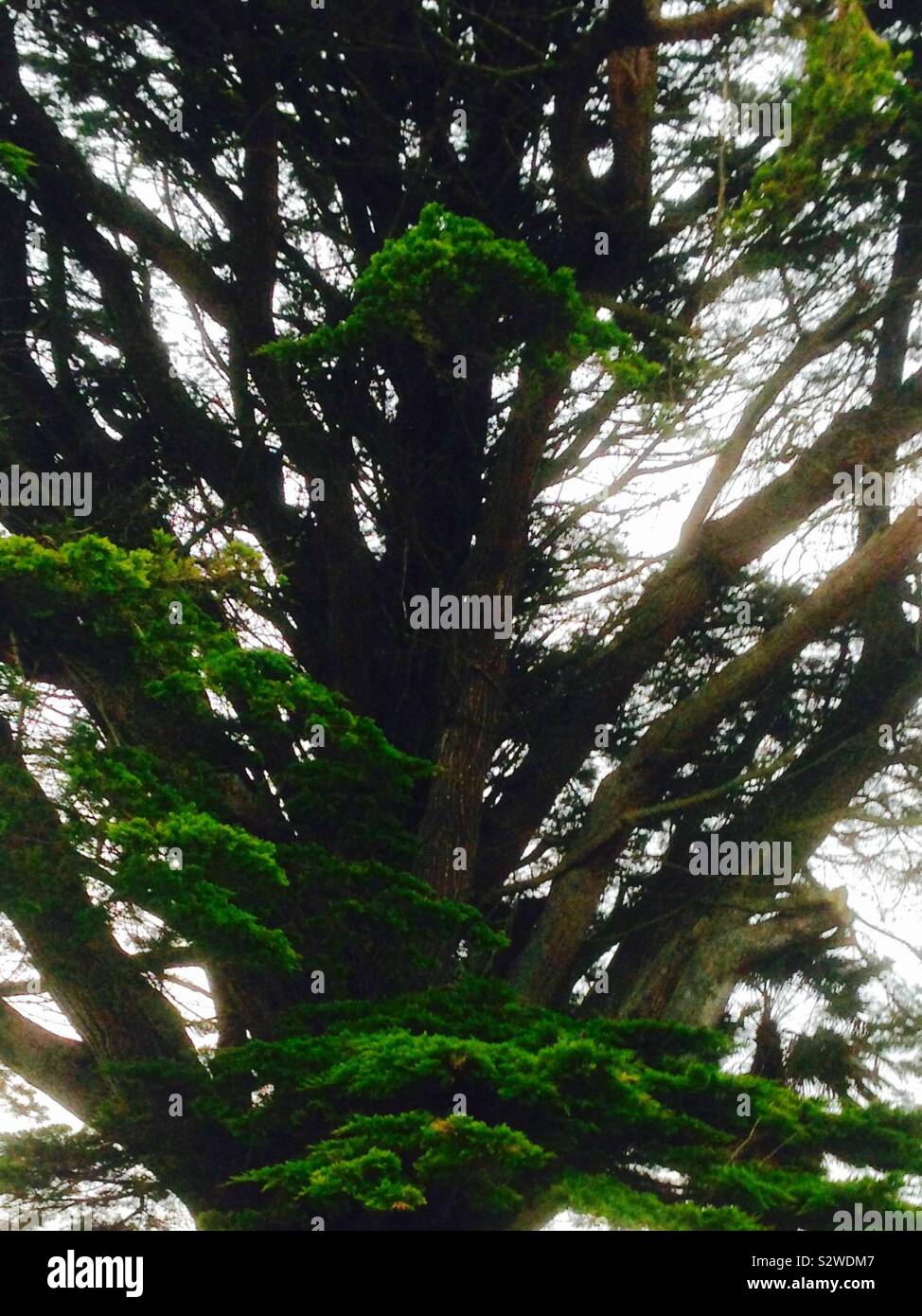 Vibrant green and brown tree Stock Photo - Alamy