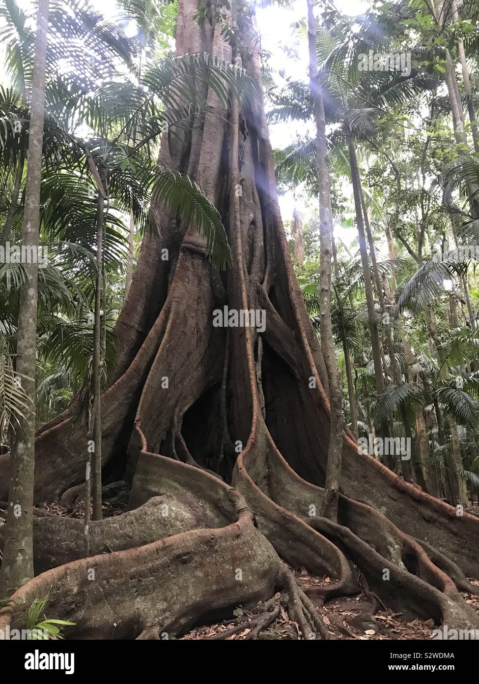 Moreton bay fig tree hi-res stock photography and images - Alamy