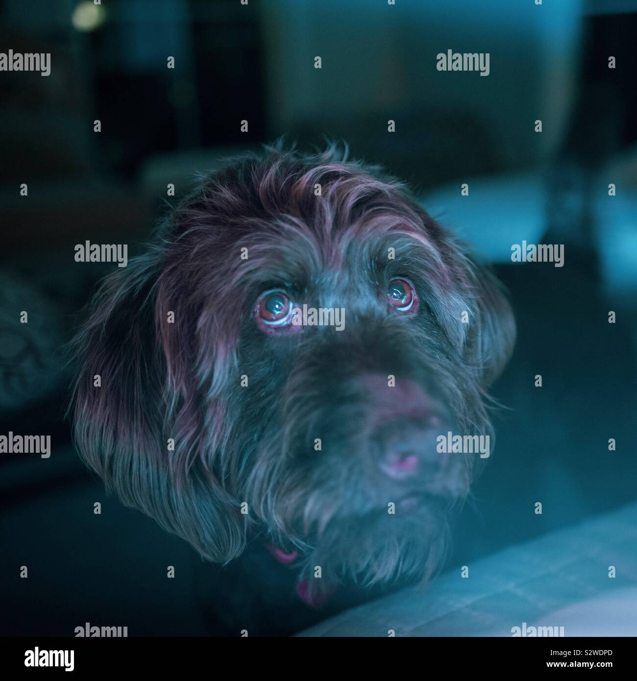 Indi dog hi-res stock photography and images - Alamy