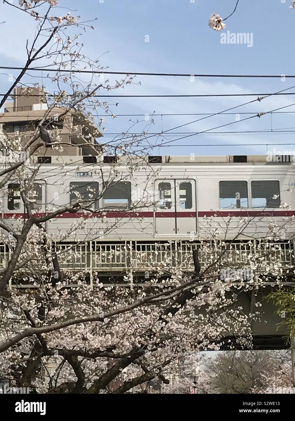 Sakura train hi-res stock photography and images - Alamy