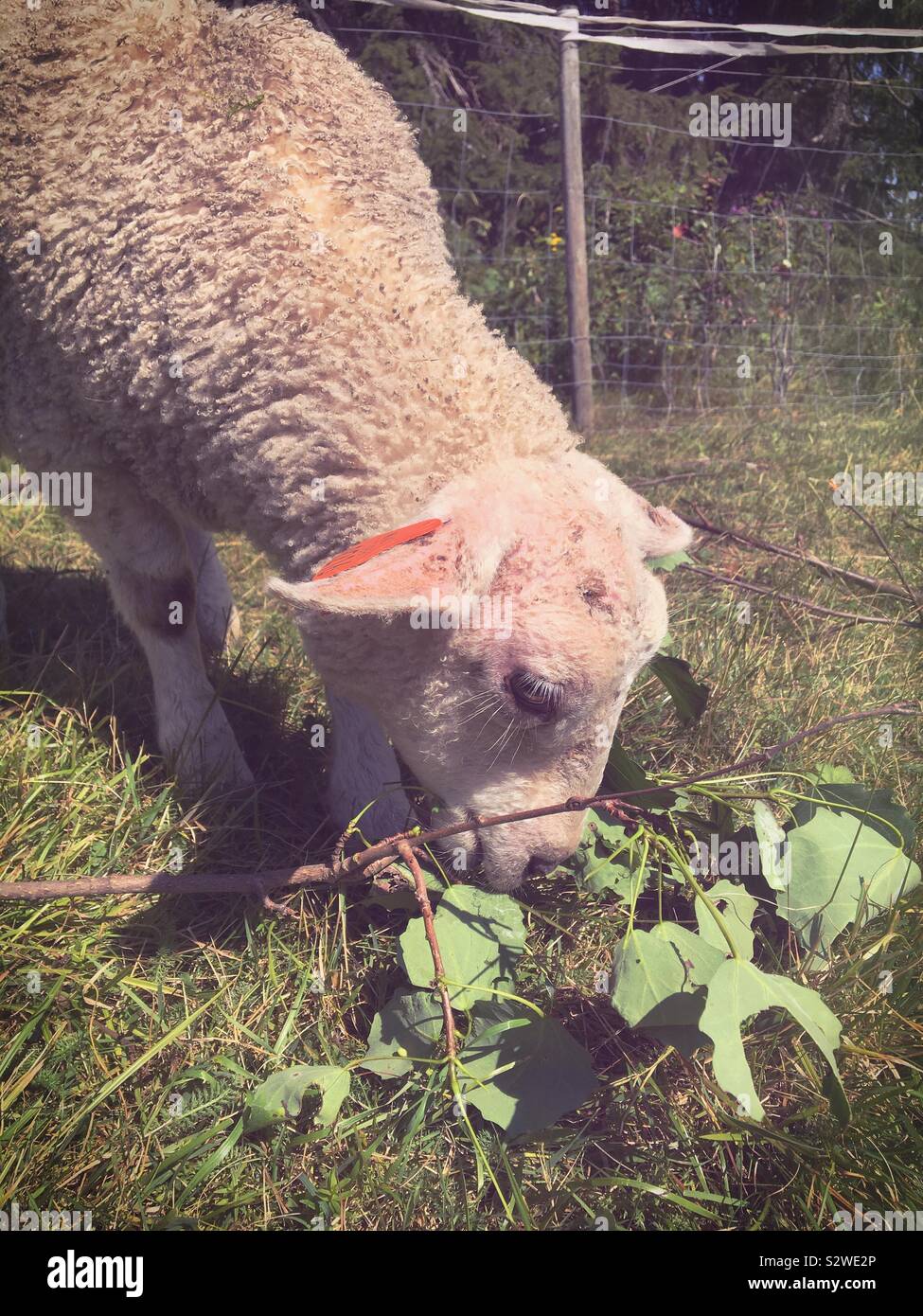 Lamb eating hi-res stock photography and images - Alamy