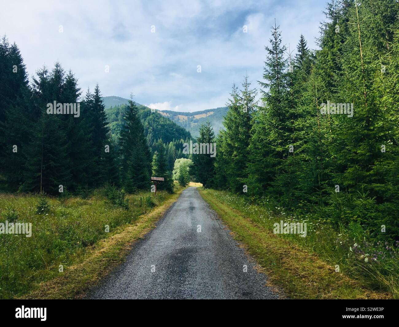 Forest road hi-res stock photography and images - Alamy