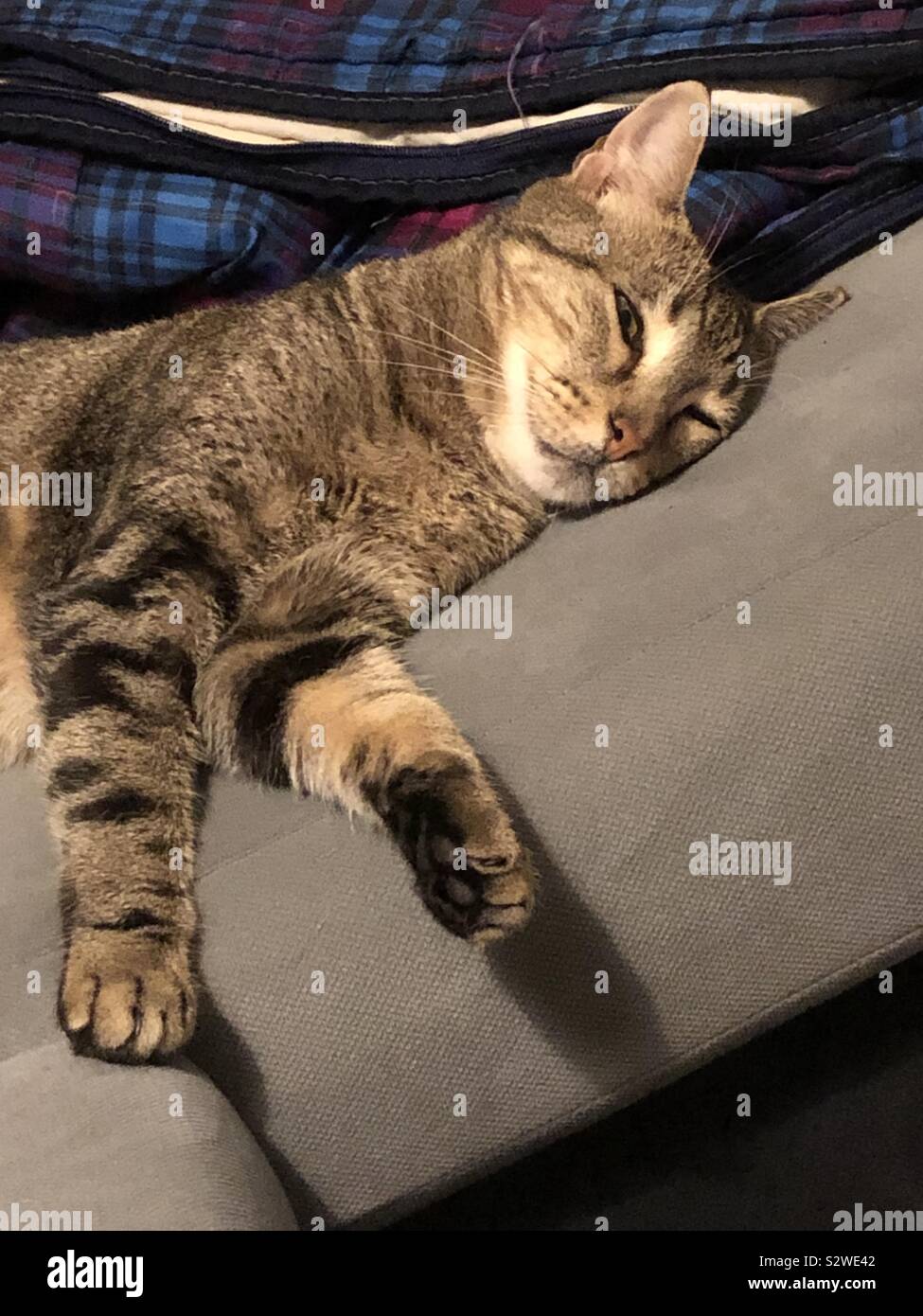 Annoyed cat hi-res stock photography and images - Alamy