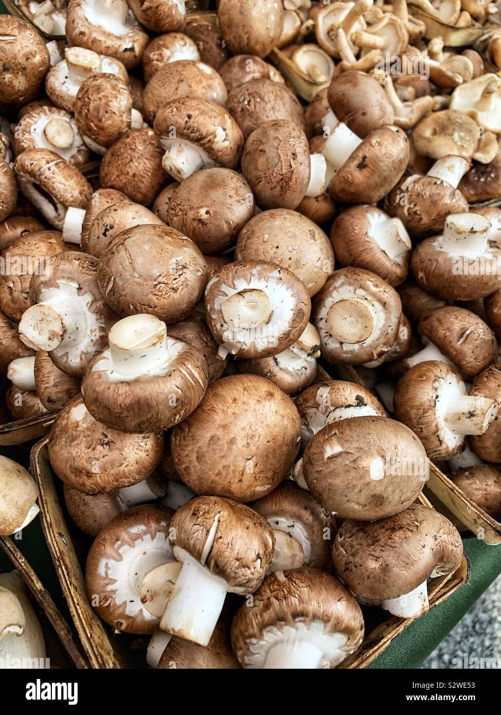 Bella brown hi-res stock photography and images - Alamy