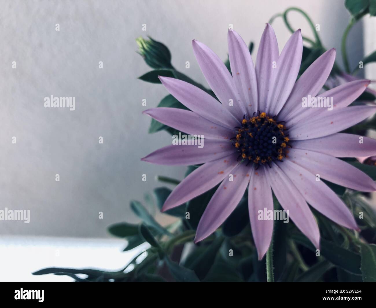 Big daisy hi-res stock photography and images - Alamy