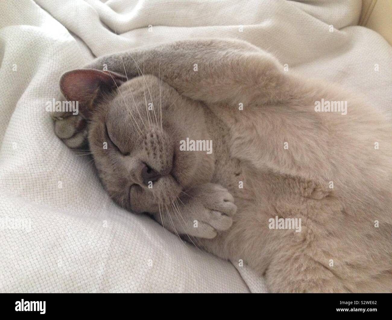 White cat smile hi-res stock photography and images - Alamy
