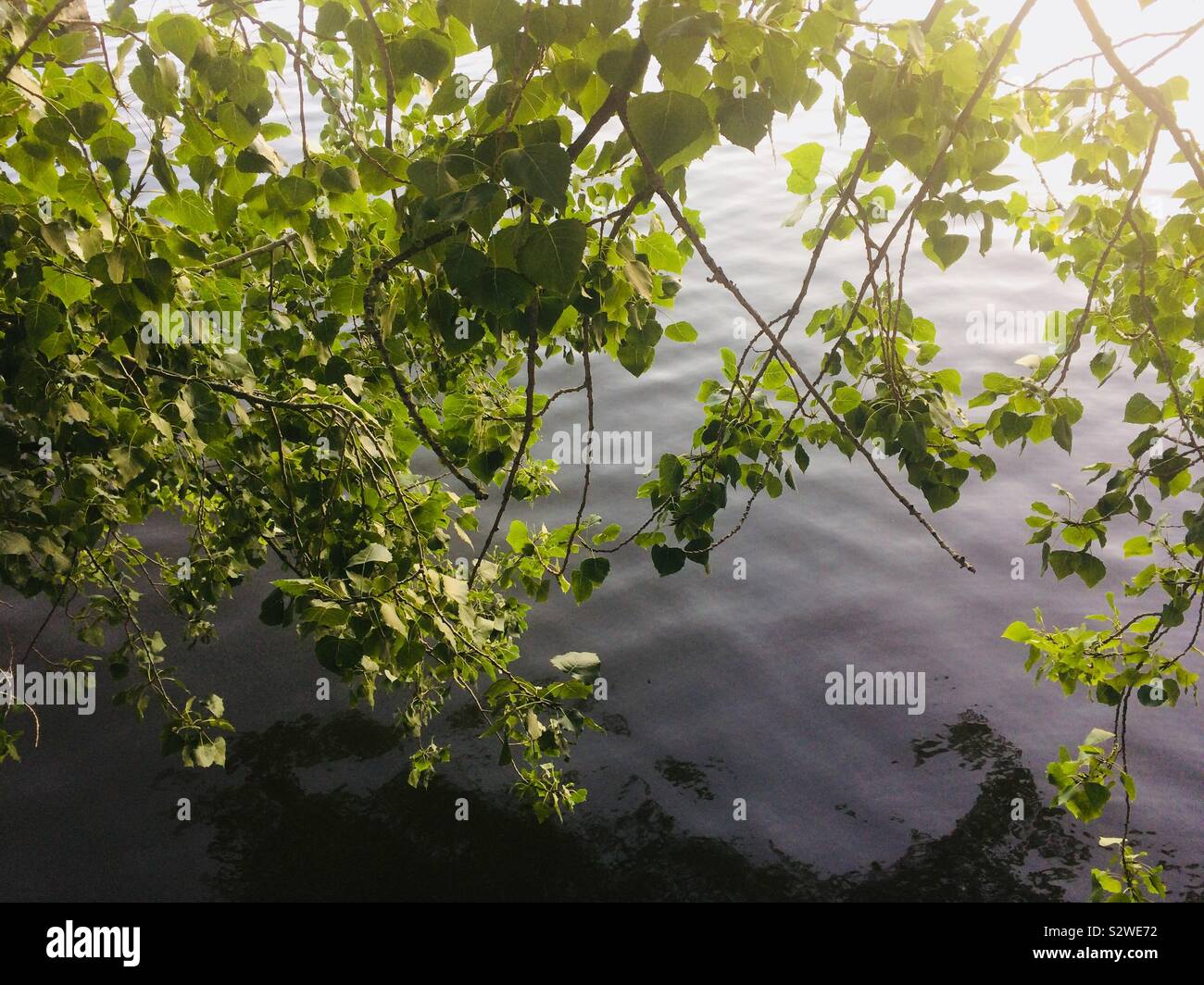 Tree by a river hi-res stock photography and images - Alamy