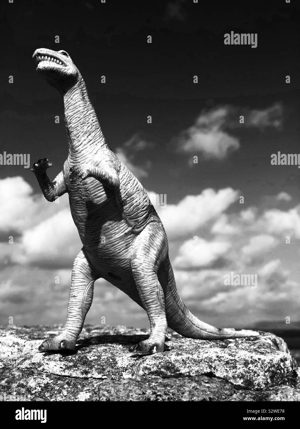 T rex Black and White Stock Photos & Images - Alamy