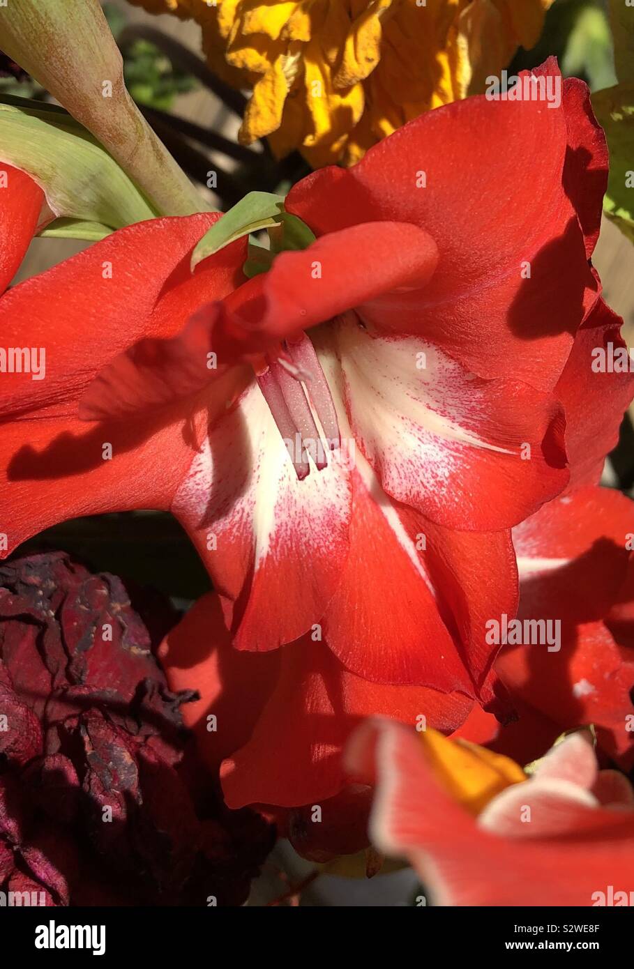 Attractive highlight hi-res stock photography and images - Alamy