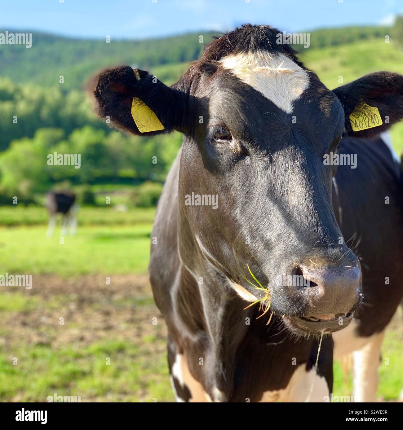 Cow in the sunshine Stock Photo - Alamy