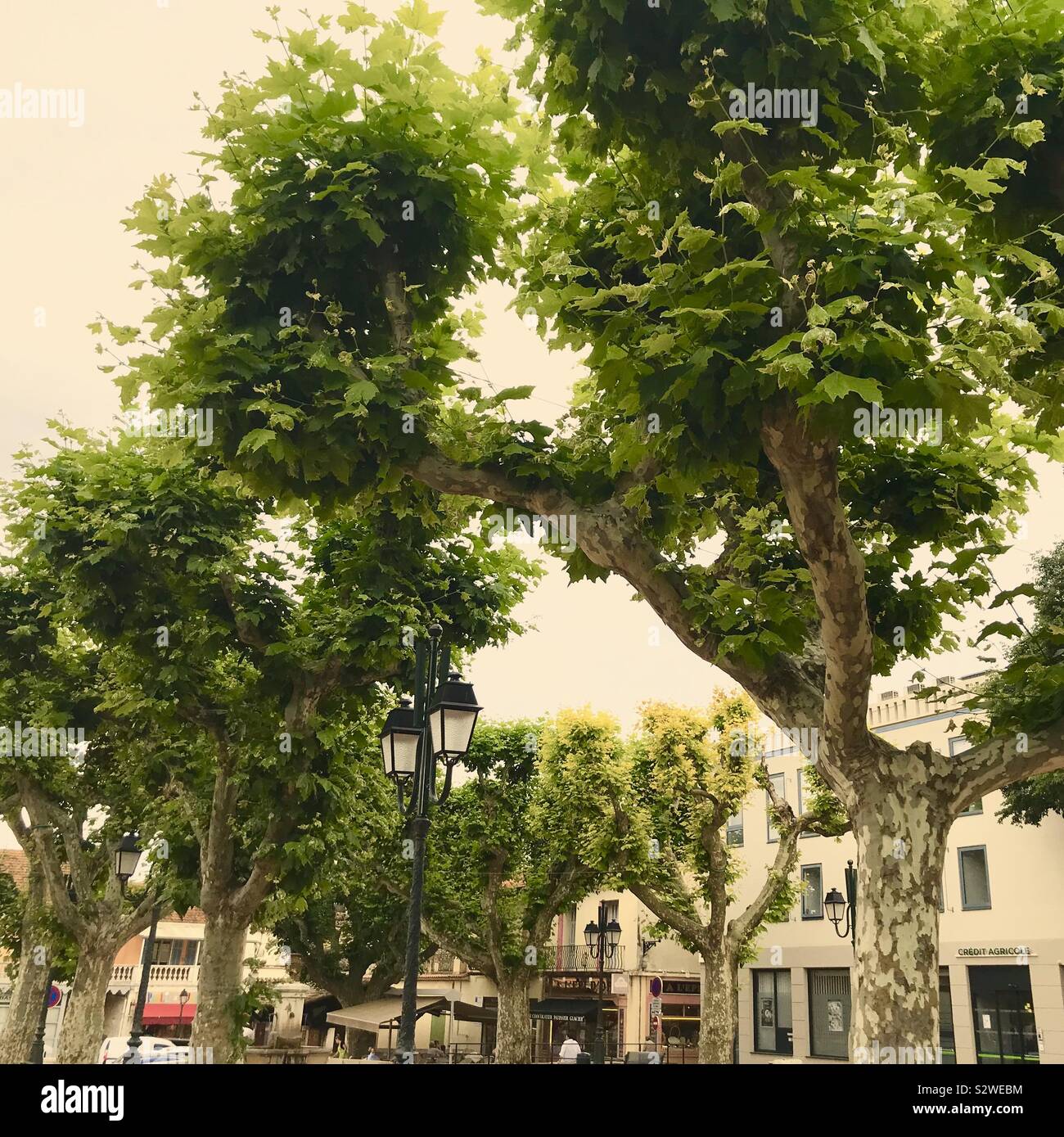 Plane trees in town, France Stock Photo - Alamy