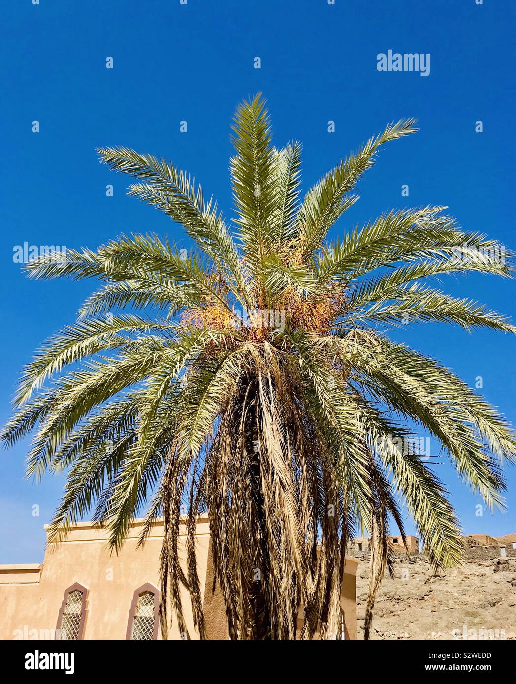 Oldest tree in the city of Khuber KSA Stock Photo - Alamy