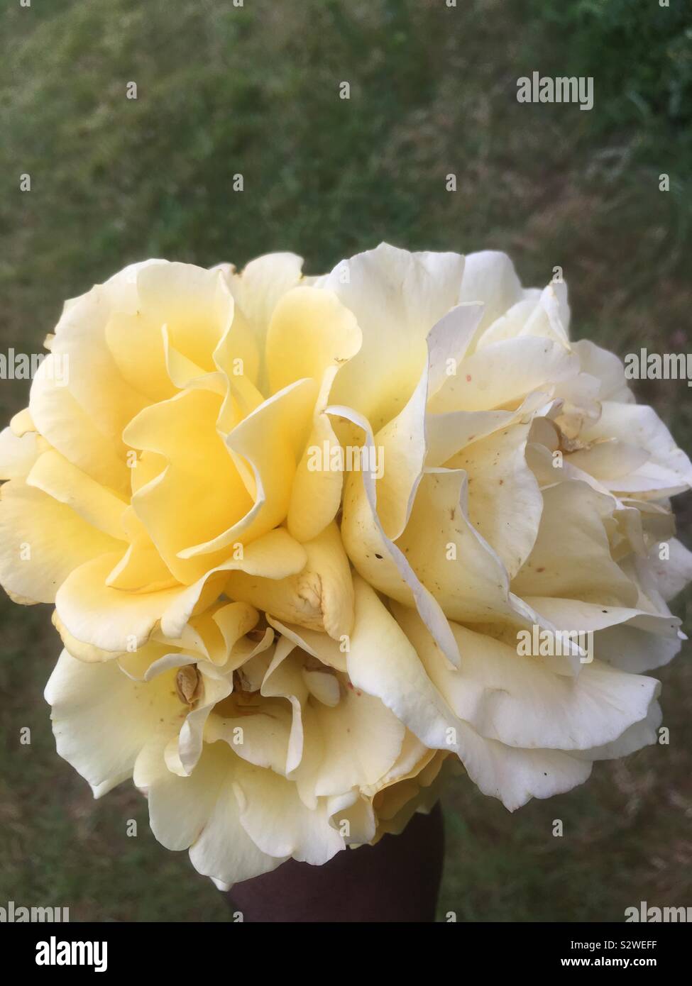 British spring hi-res stock photography and images - Alamy