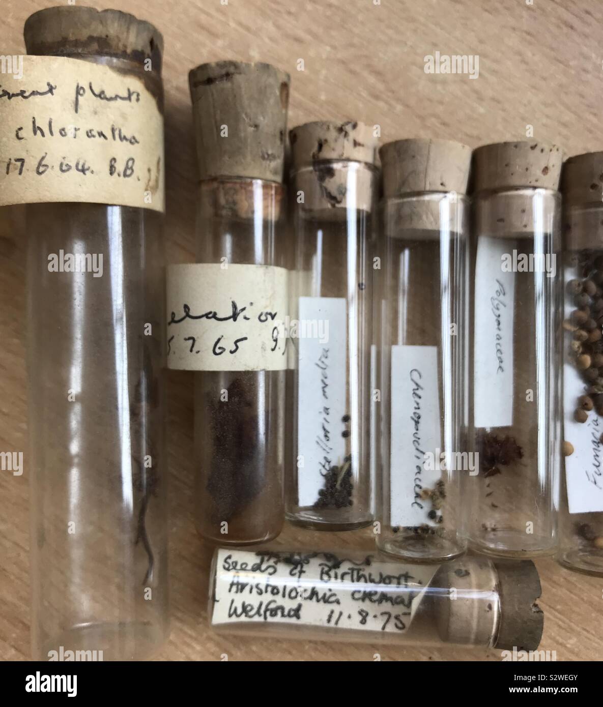 Vintage seed samples glass tubes Stock Photo - Alamy