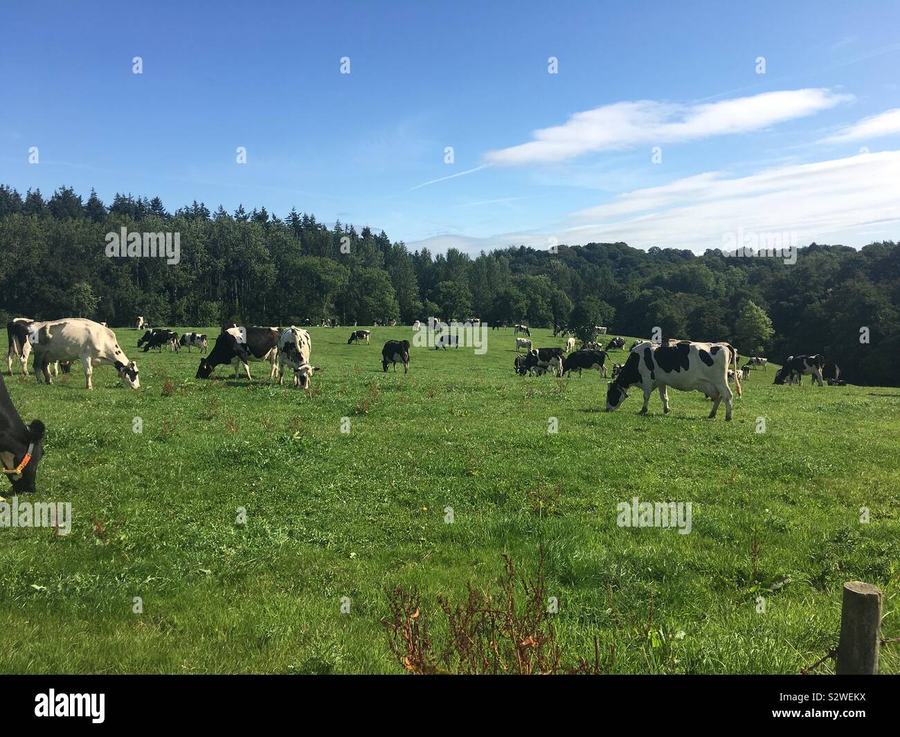Cattle on a dairy farm in England Stock Photo - Alamy