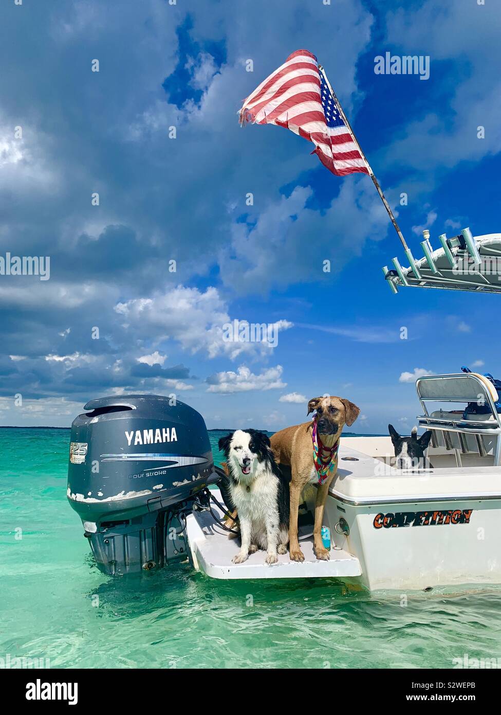 Patriotic dogs hi-res stock photography and images - Alamy