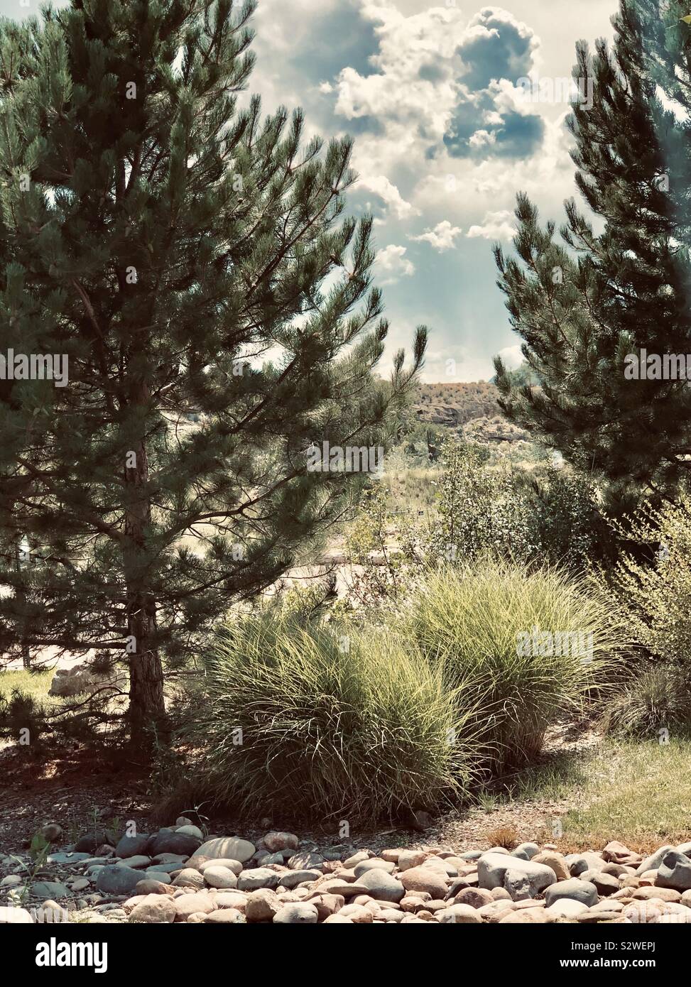 Pine colorado hi-res stock photography and images - Alamy