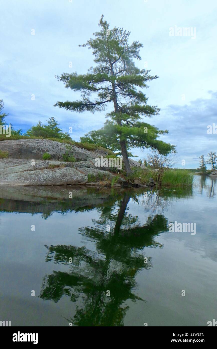 Windswept Pine High Resolution Stock Photography and Images - Alamy