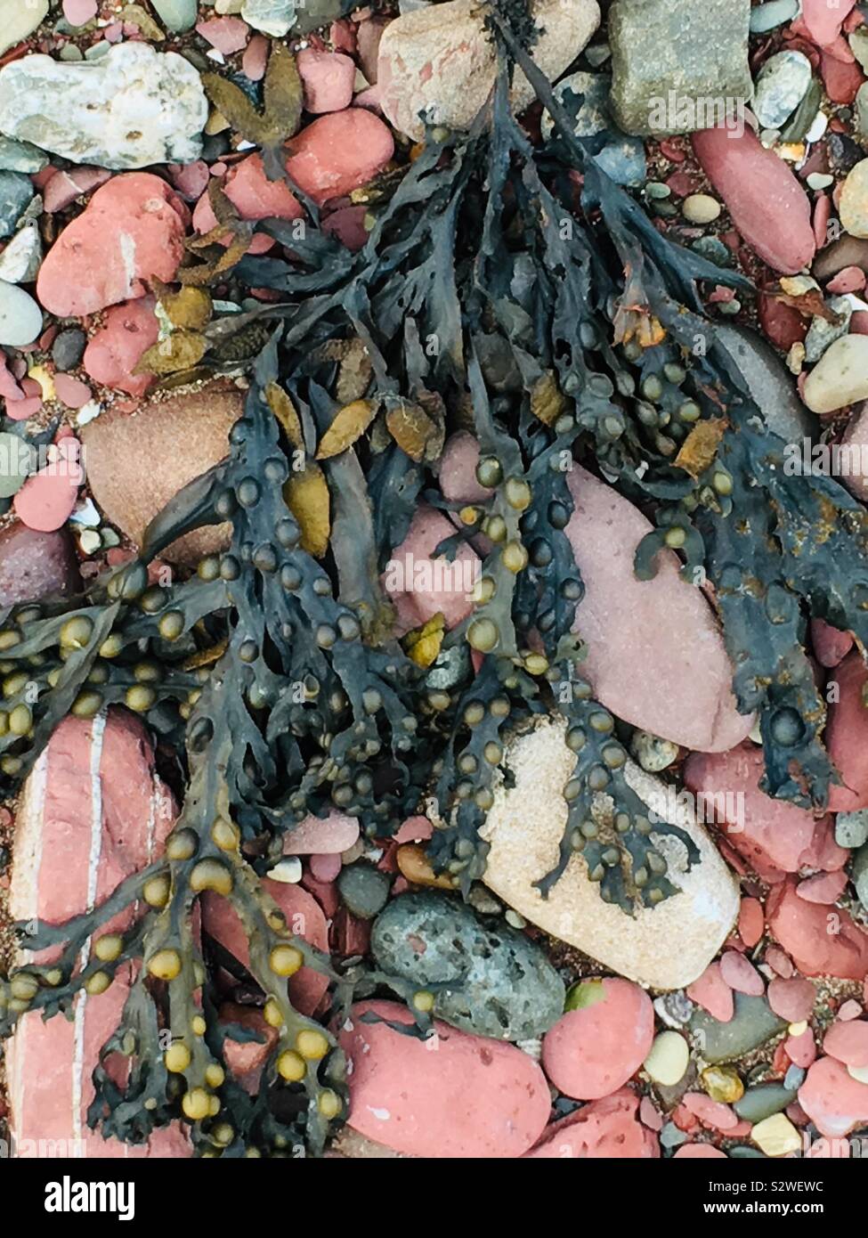 Seaweed drying on the sandstone pebbles on a beach in West Wales Stock ...