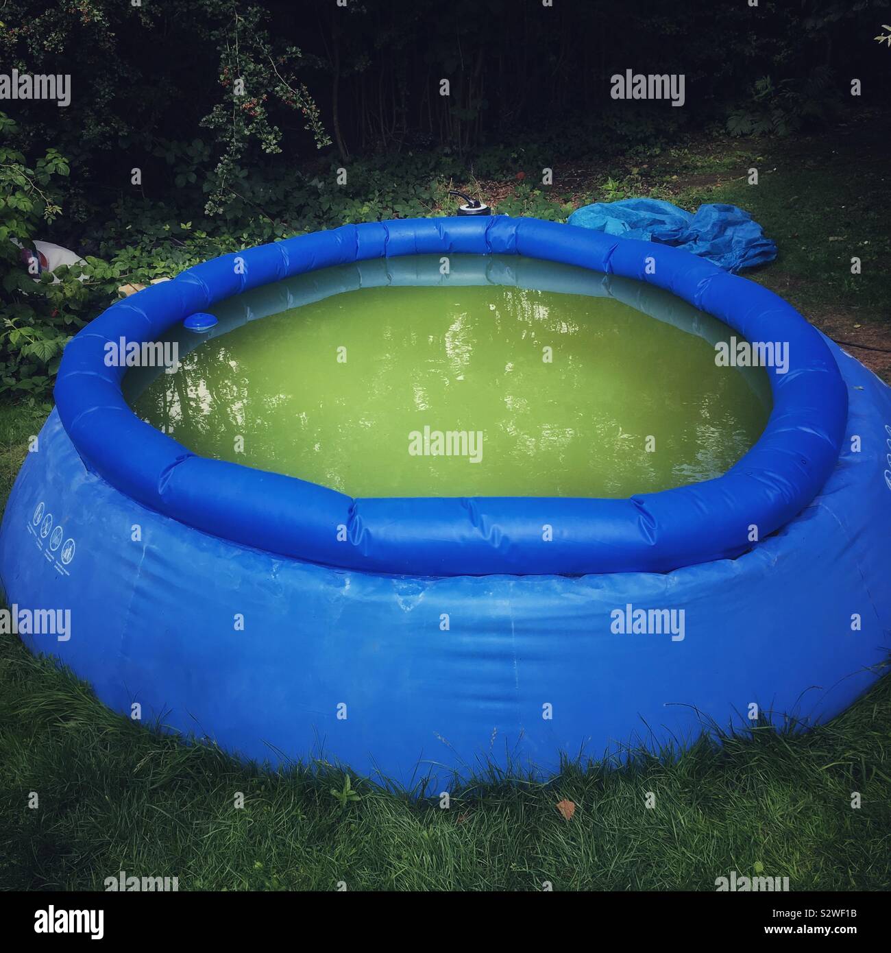 Green algae filled paddling pool Stock Photo - Alamy