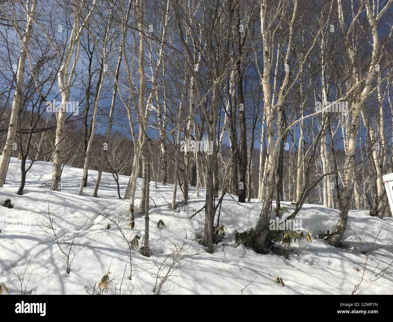 Winter in Northern Japan Stock Photo - Alamy