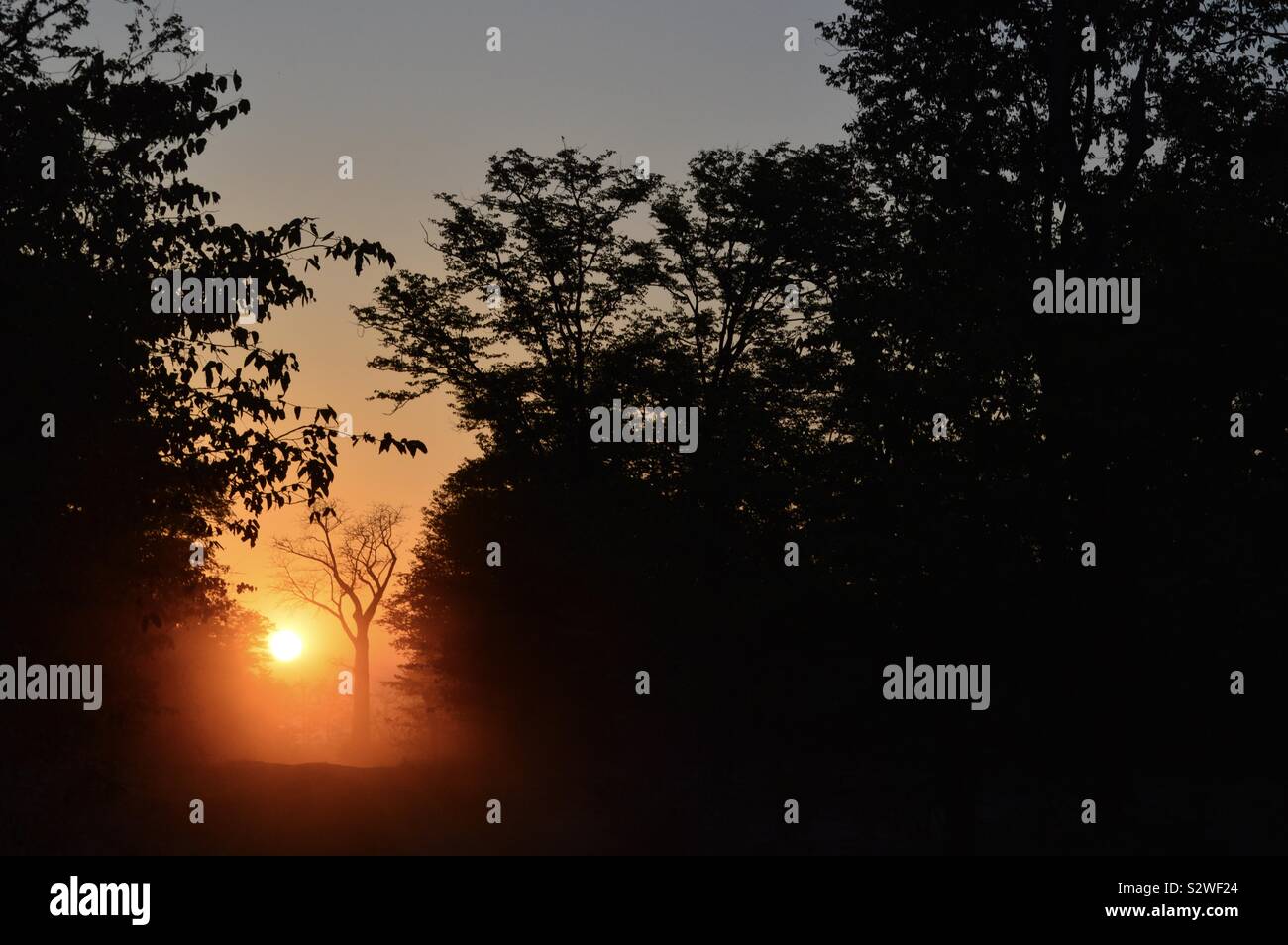 Africa safari animals sunset hi-res stock photography and images - Alamy