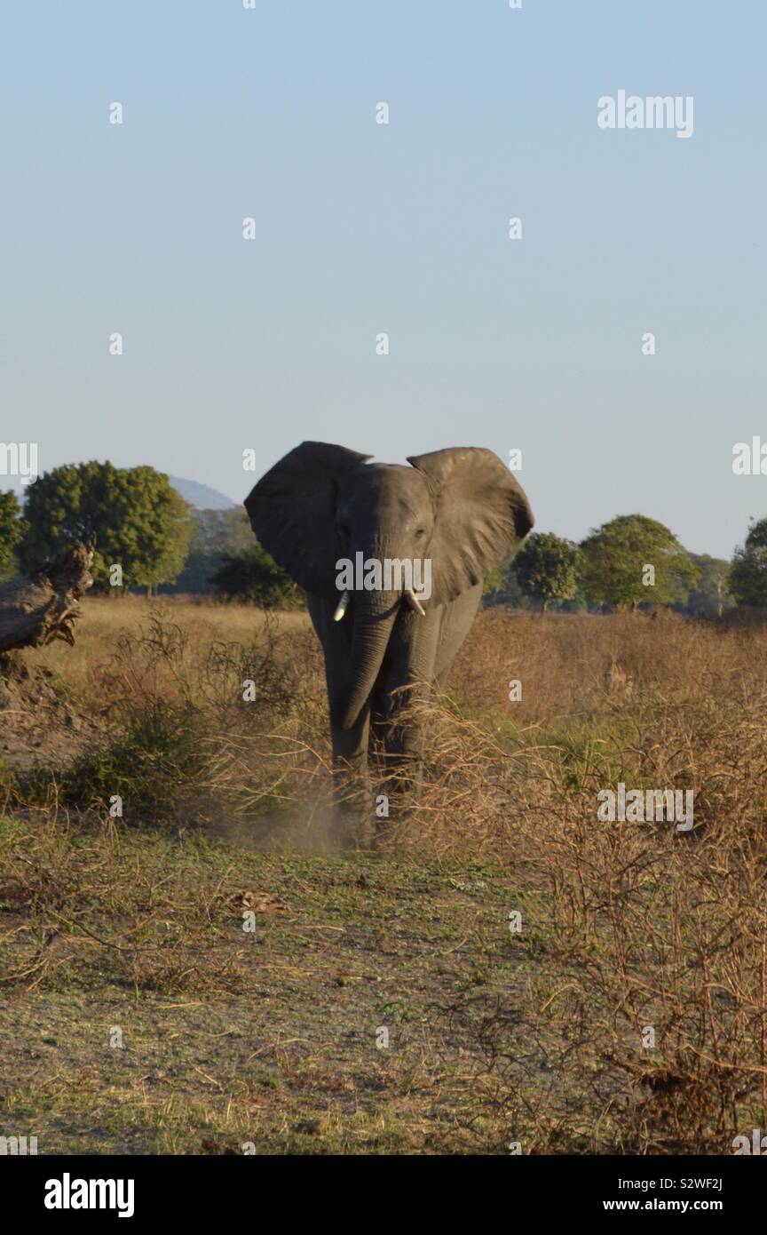 Alone elephant hi-res stock photography and images - Alamy