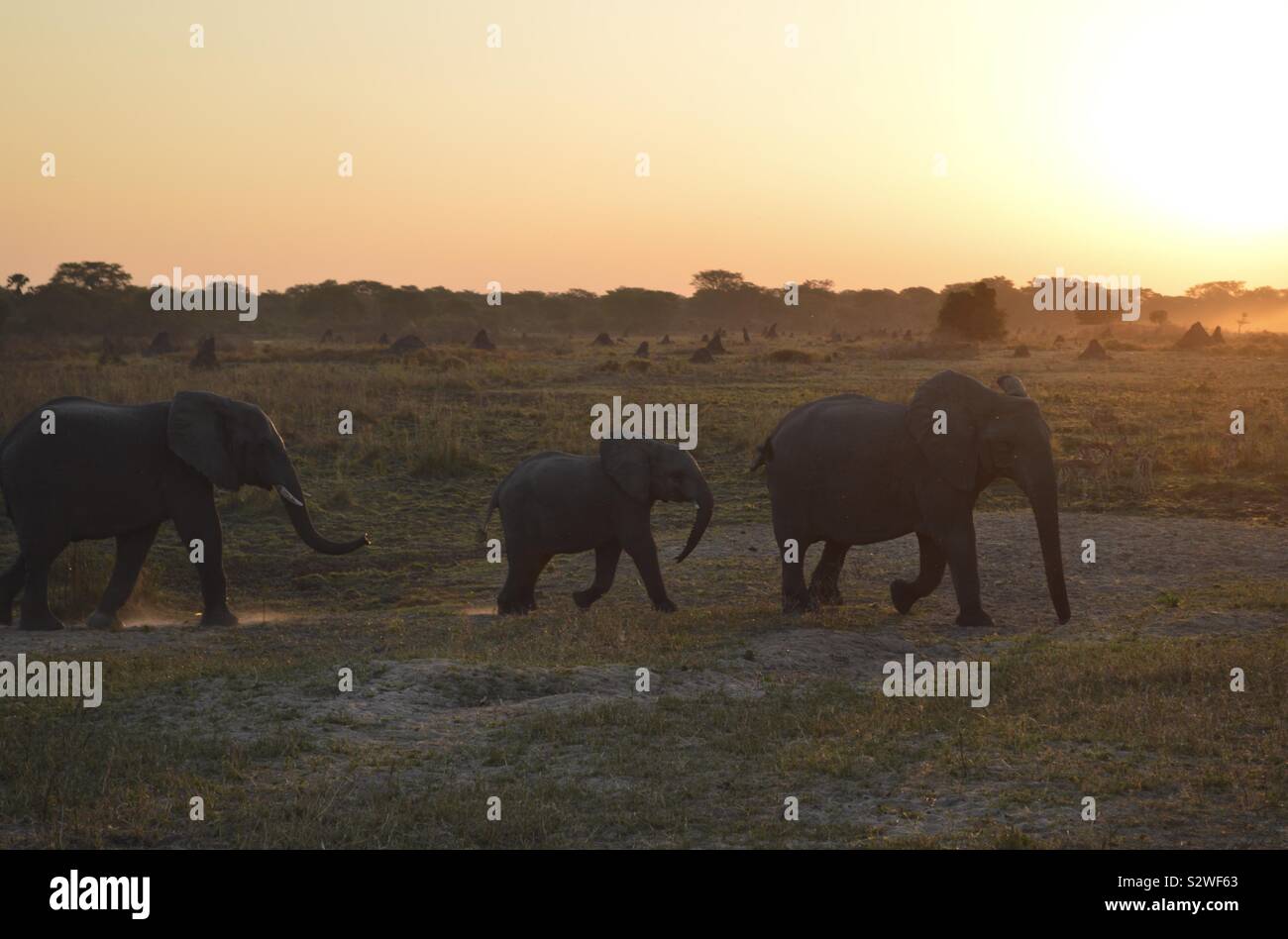 Follow the leader, elephants in malawi Stock Photo - Alamy