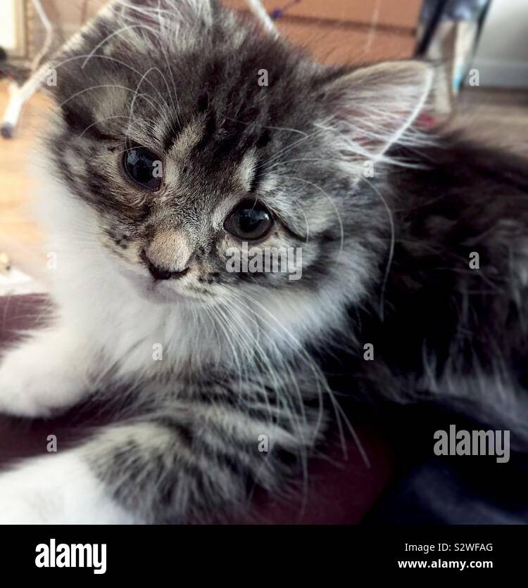 Tootles hi-res stock photography and images - Alamy