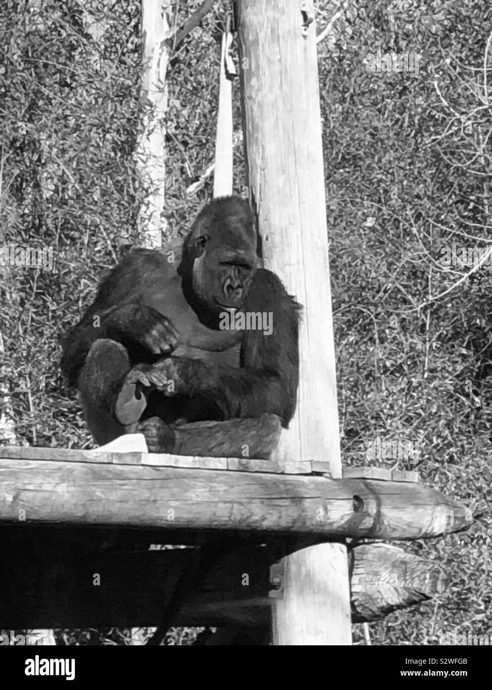 Rilla hi-res stock photography and images - Alamy