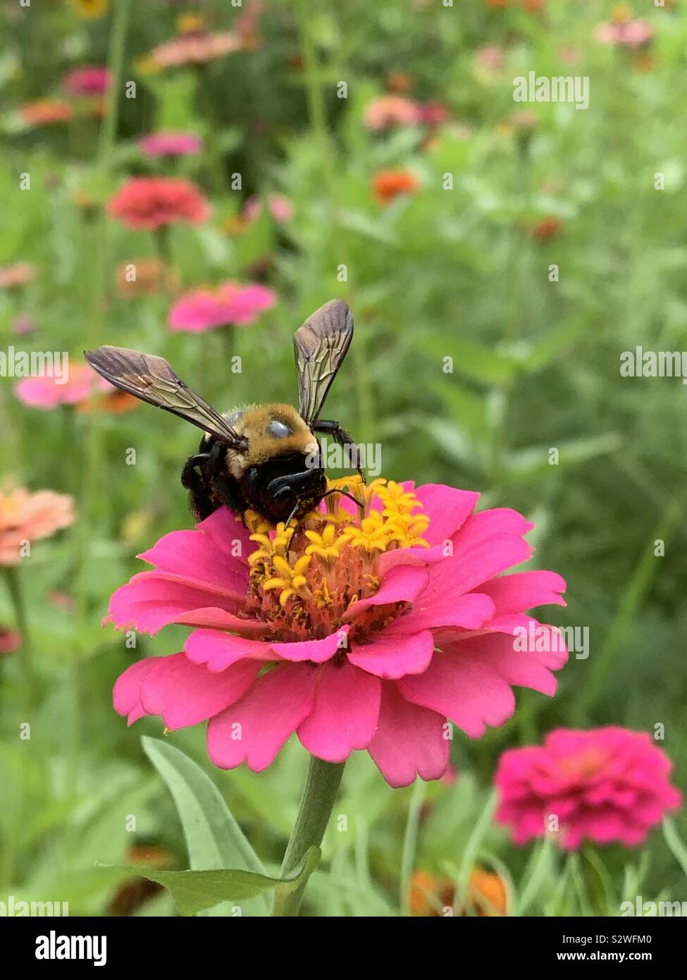 Fuzzy bumblebee stops for a little snack on a bright pink flower ...