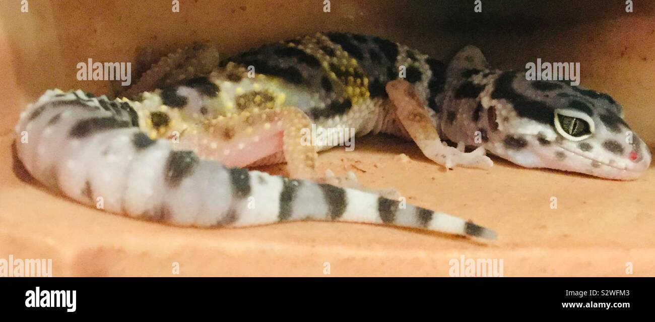 Baby Gecko High Resolution Stock Photography and Images - Alamy