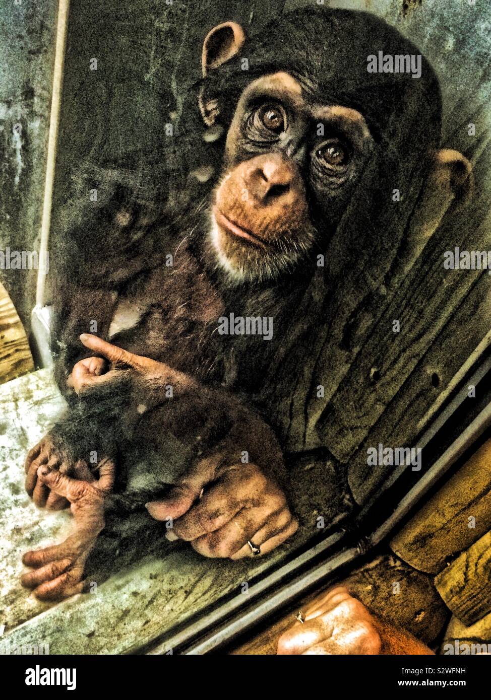 Close-up of Baby Chimp at Wingham Wildlife Park Stock Photo - Alamy