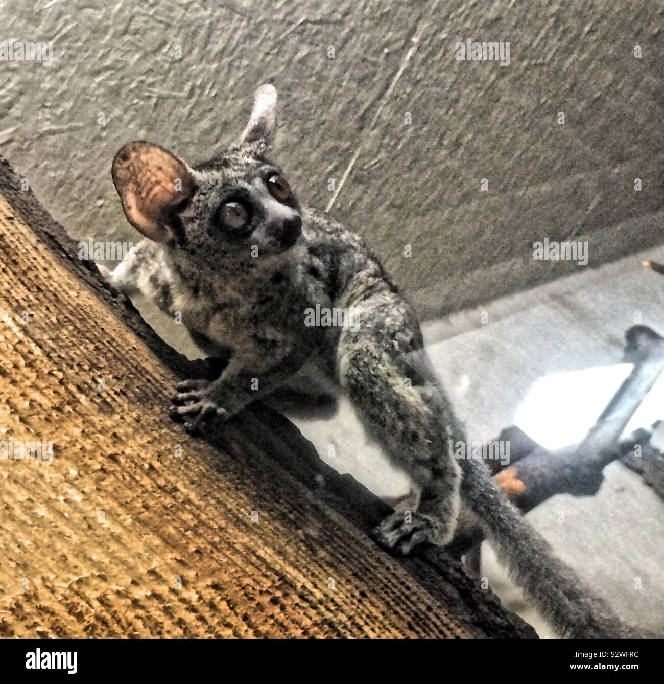 Bush baby hi-res stock photography and images - Alamy