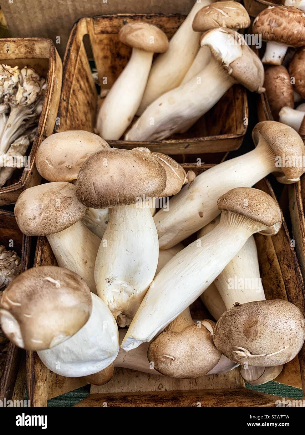 Pleurotus eryngii, king trumpet mushroom, French horn mushroom, king ...