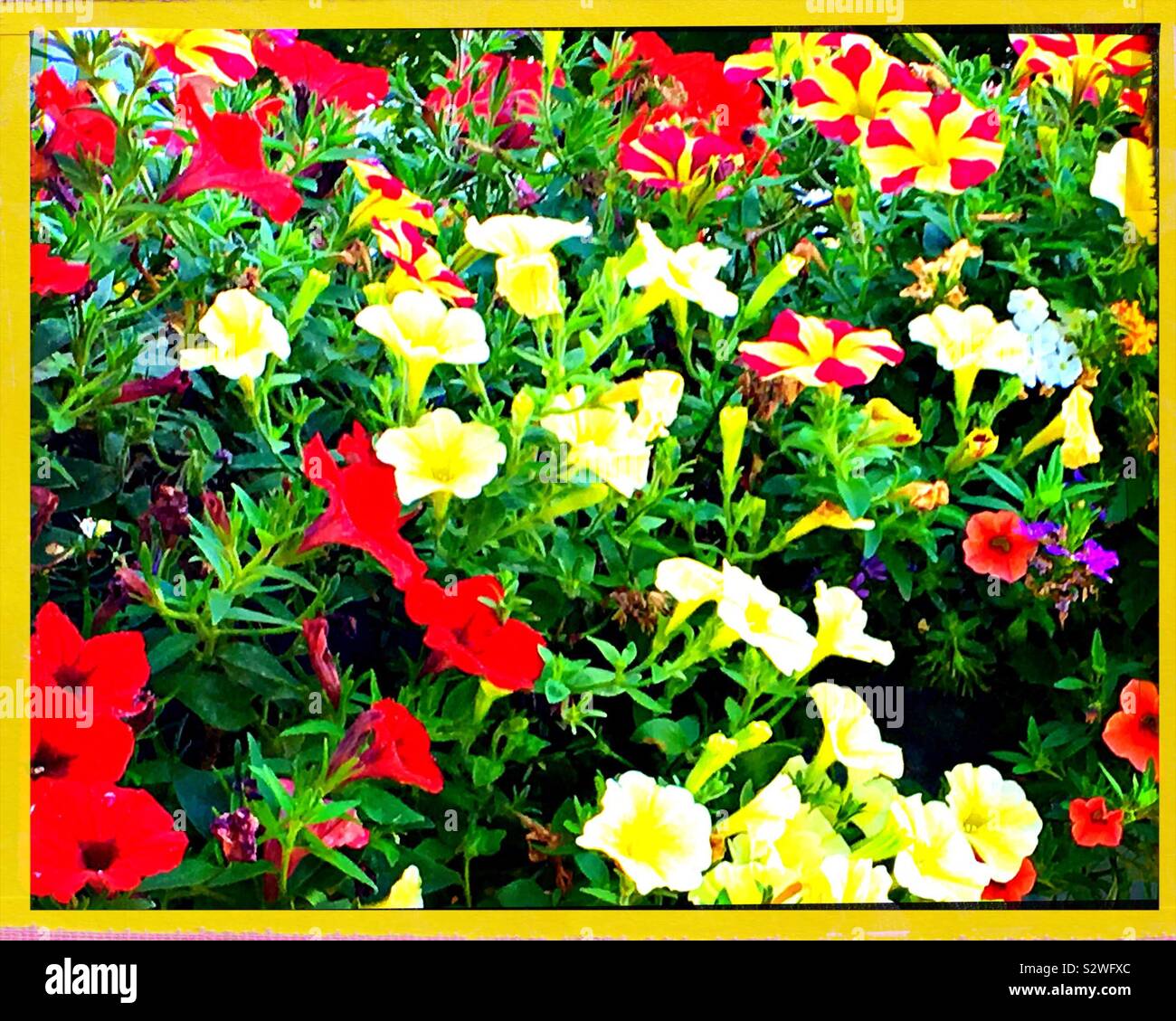 A bright and colourful display of petunia flowers in sunshine Stock ...