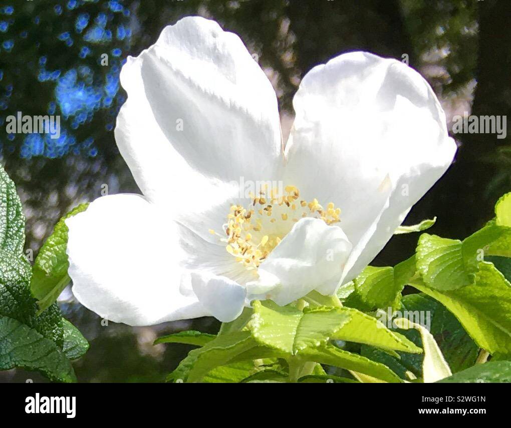 Rosehip hi-res stock photography and images - Alamy