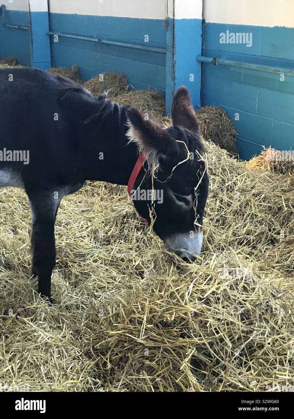 Hay for animals hi-res stock photography and images - Alamy