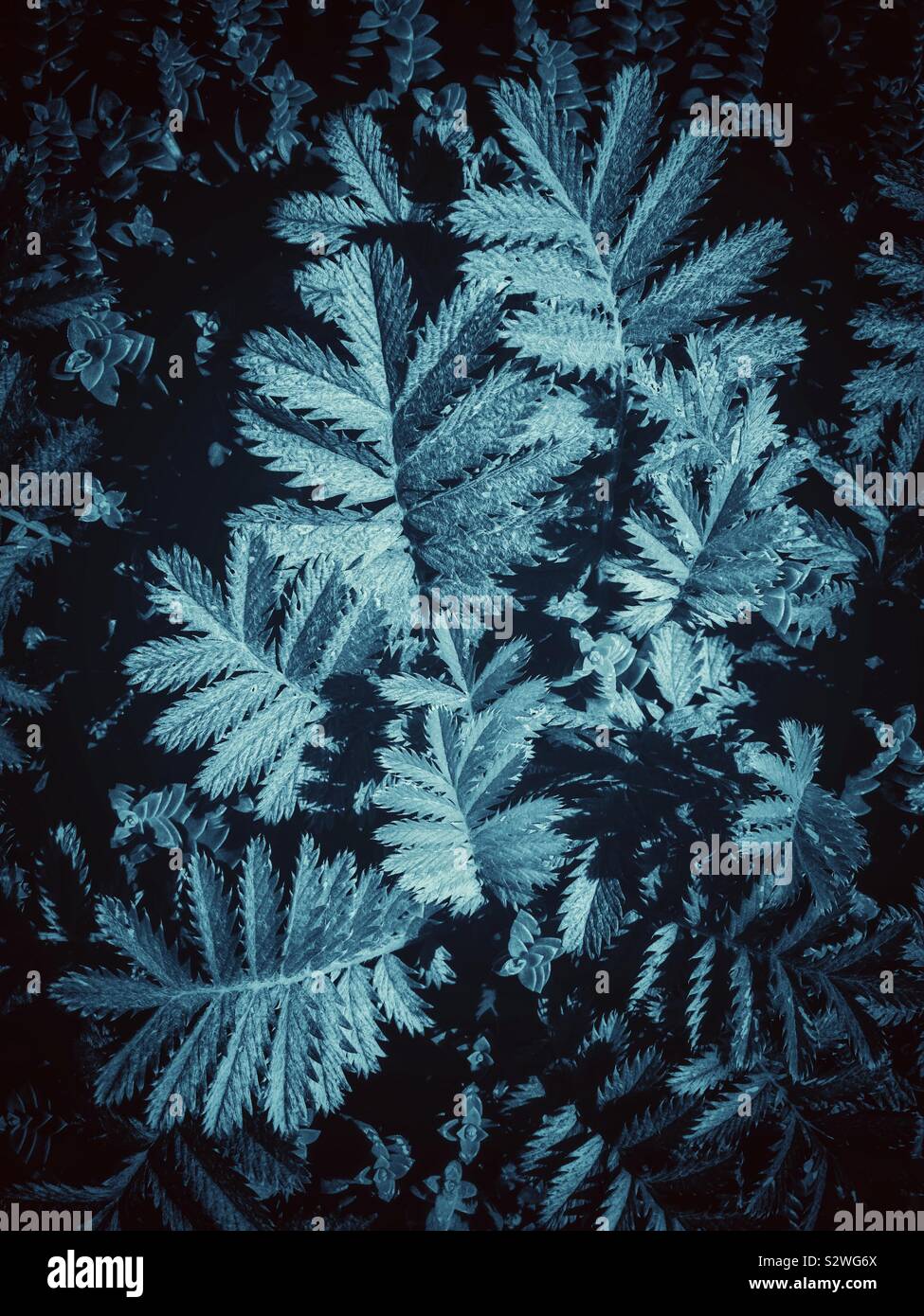 Silverweed herb hi-res stock photography and images - Alamy