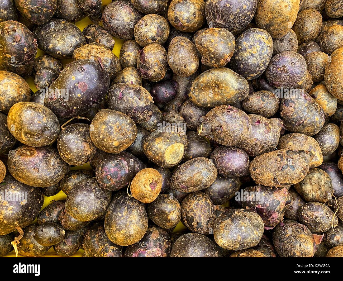 Blue potatoes hi-res stock photography and images - Alamy