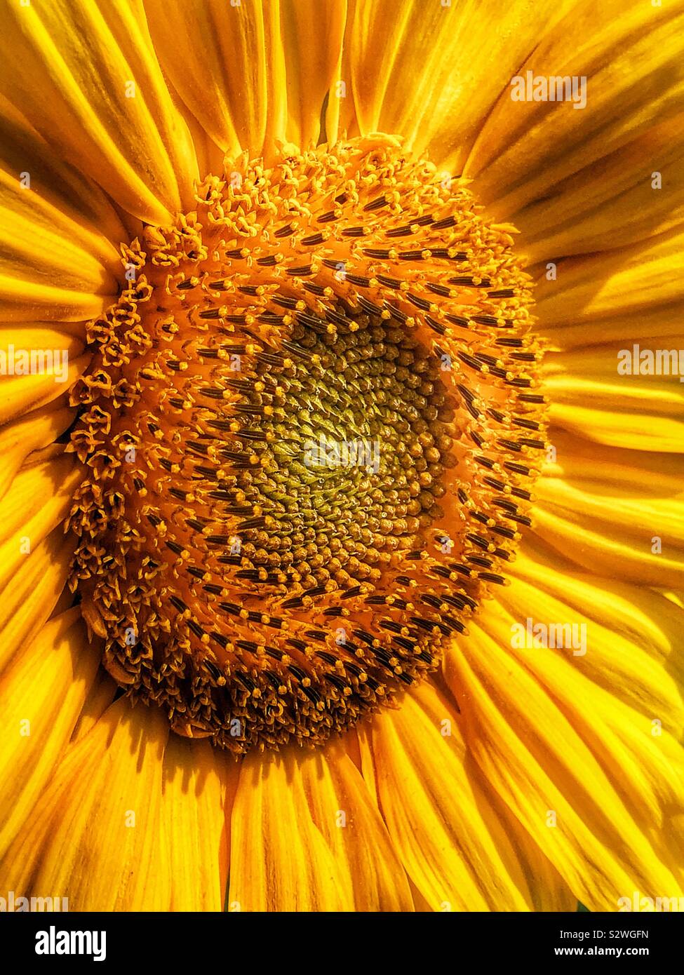 Nature plant sunflower hi-res stock photography and images - Alamy