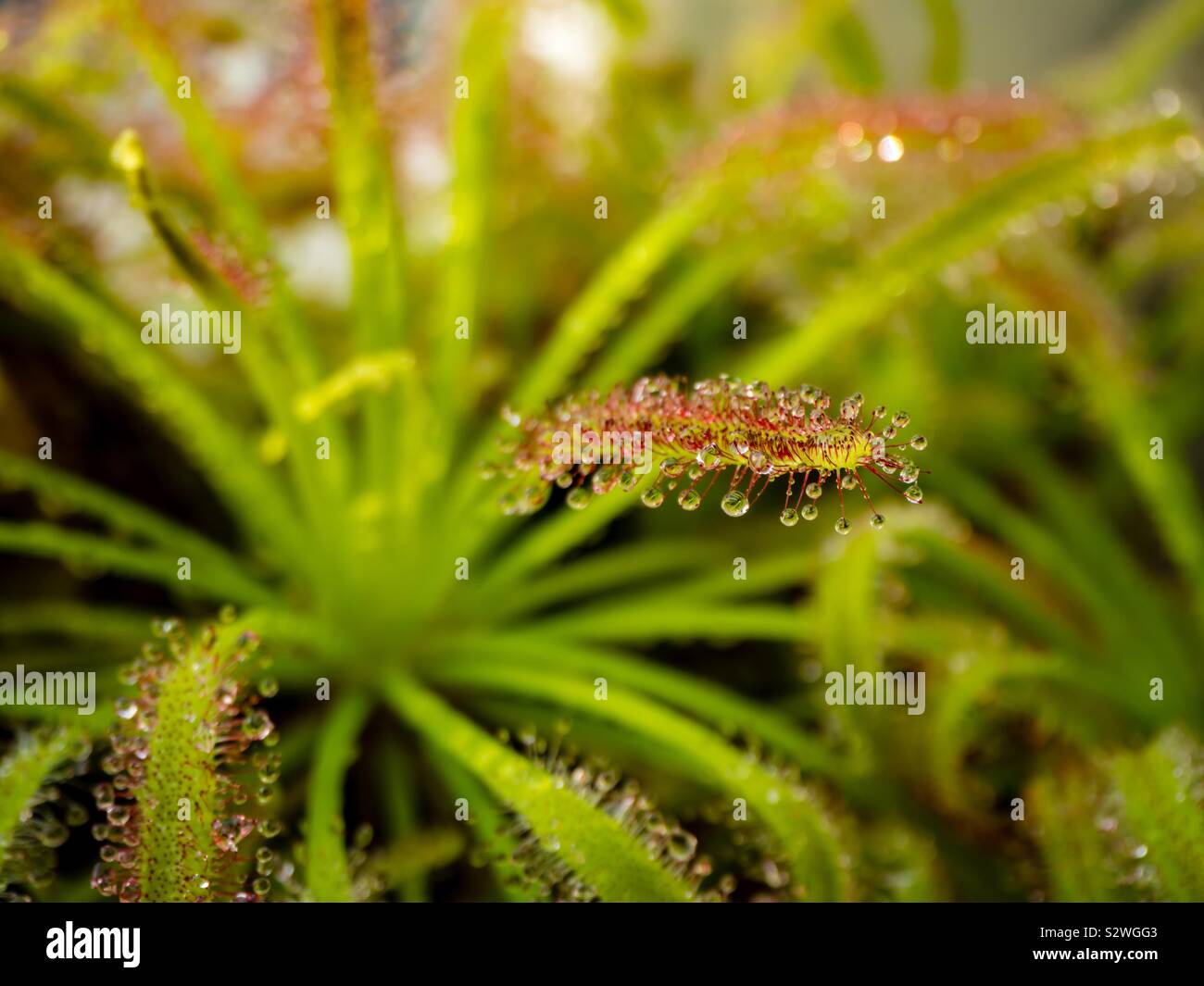 Drosera plant from closeup view with droplets and green backround Stock ...