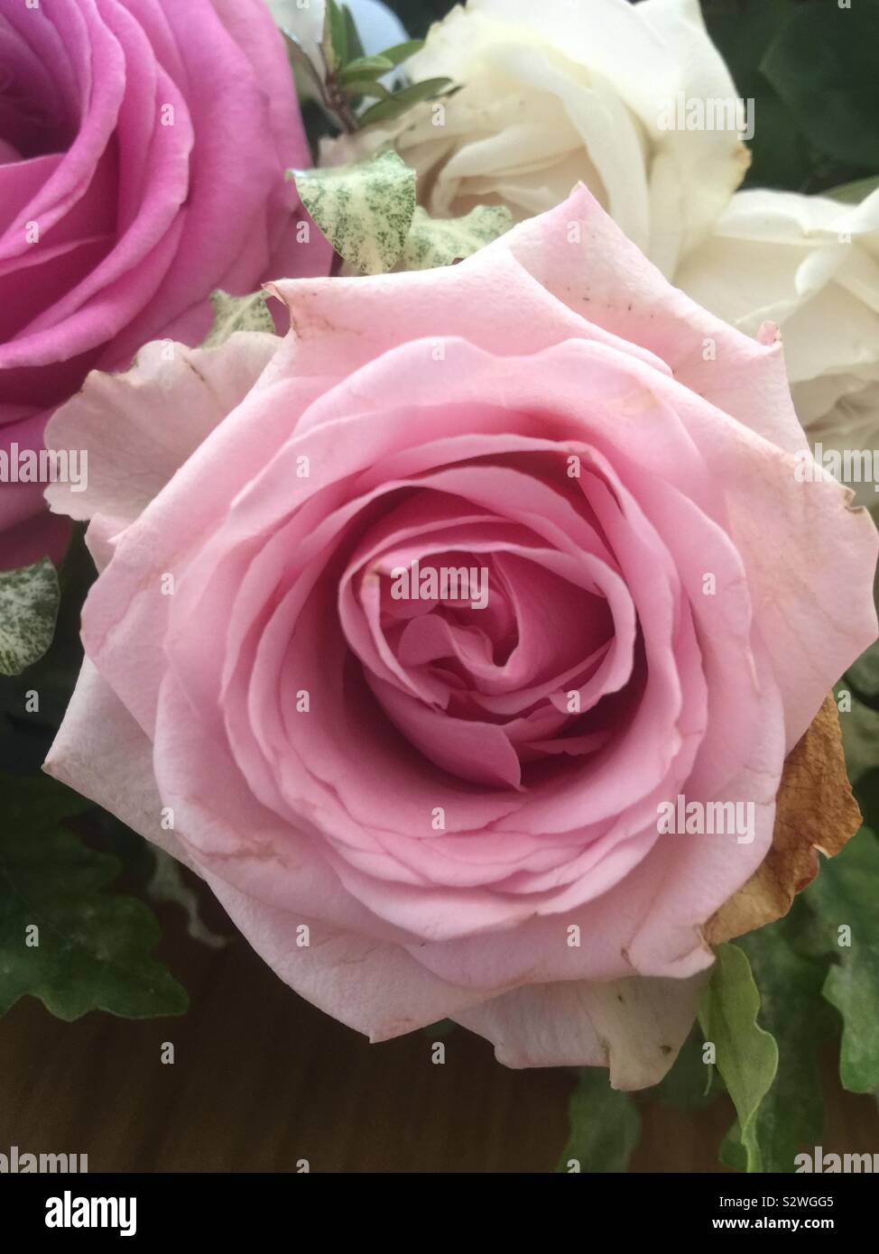 Open petals rose hi-res stock photography and images - Alamy